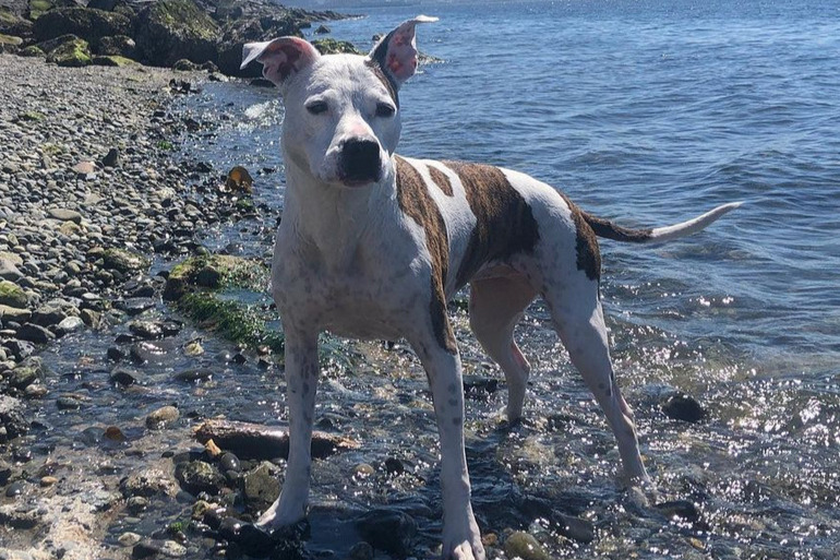 Fundraiser by Jordan Bergeson : Surgery fund for Joose aka Julie aka ...