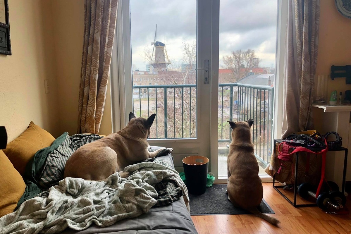 Fundraiser for Amanda Kearsley by Friends of Mandy : Rocky and Rambo ...