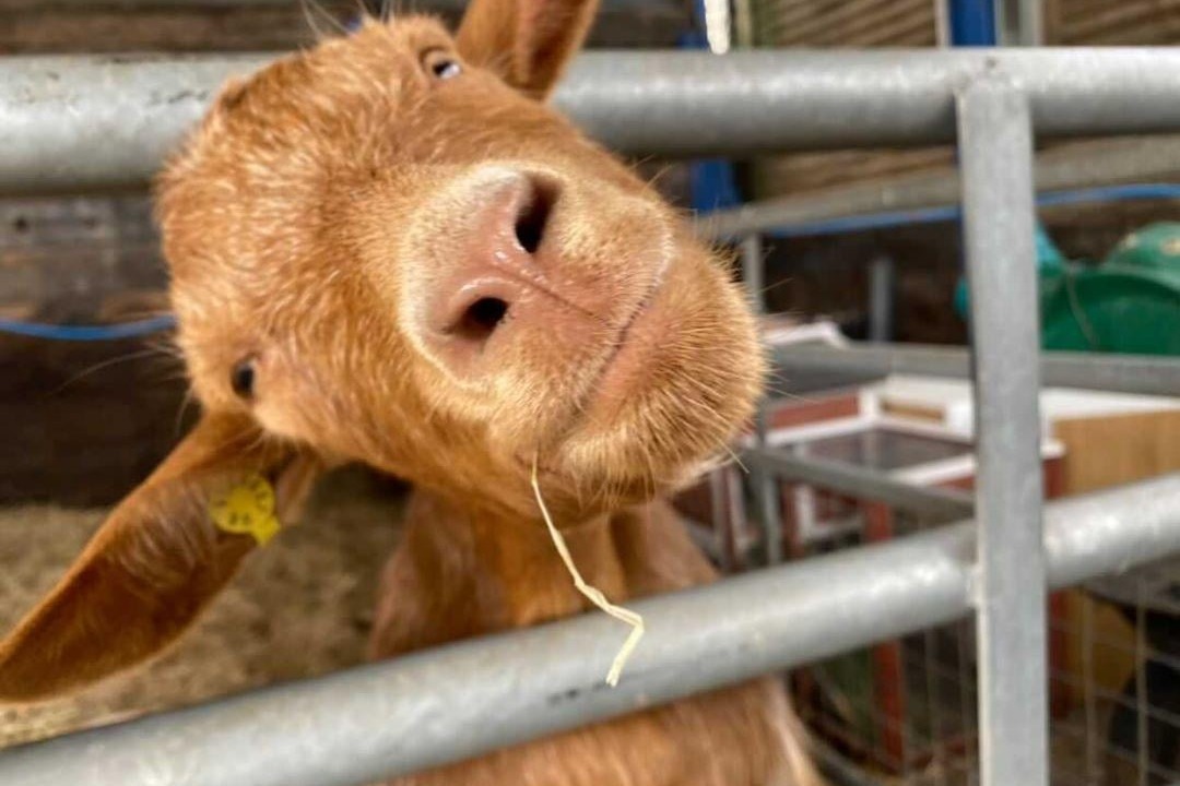 Fundraiser by Libby Jackson : Glebe Farm Animals Support Fund