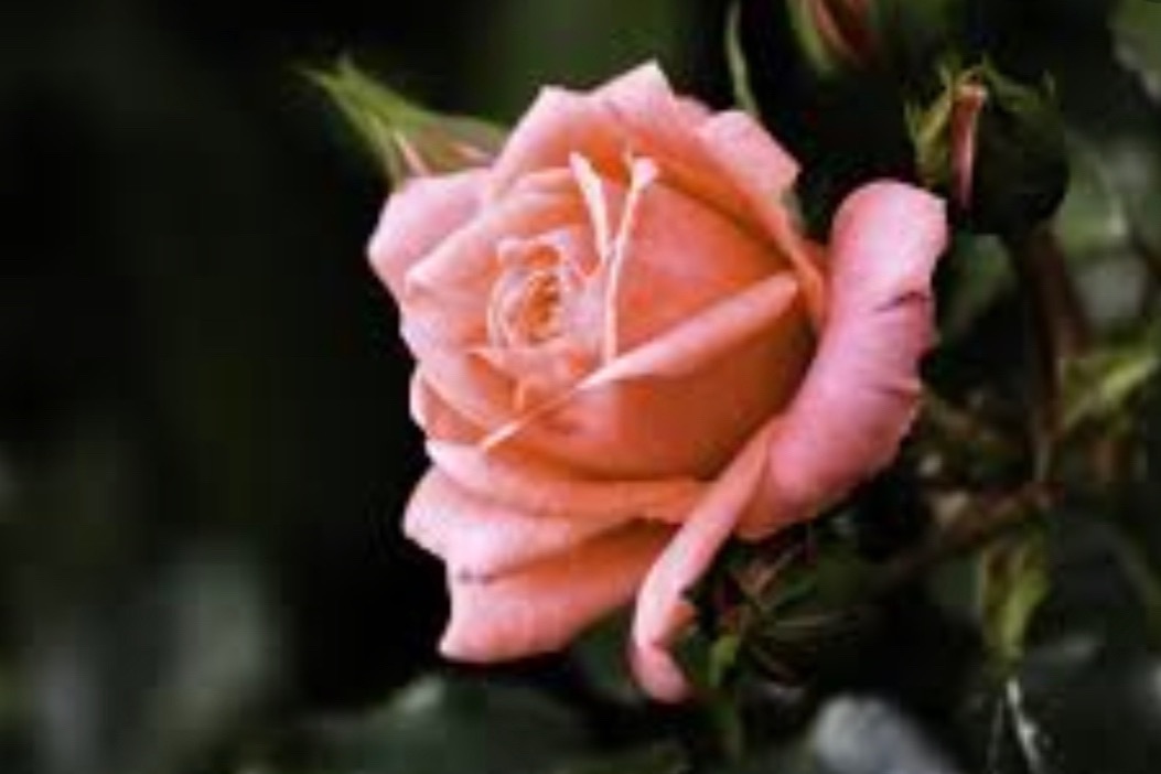 Fundraiser for Therese Edwards by Sue Sonntag : Support Therese