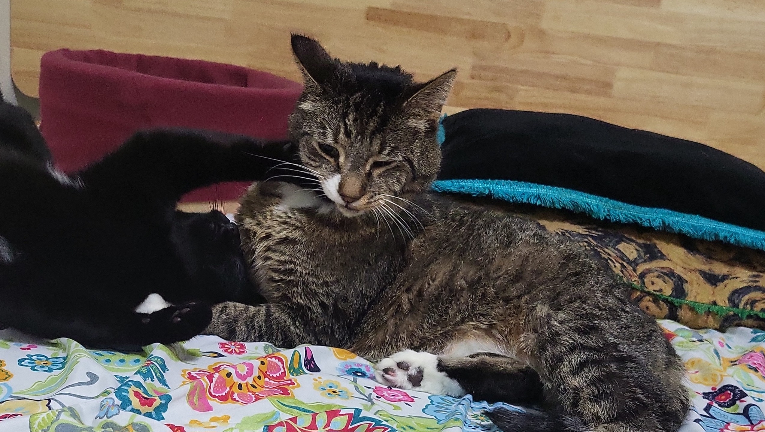 Spendenkampagne von Susan Duclos: Loki the cat is very ill