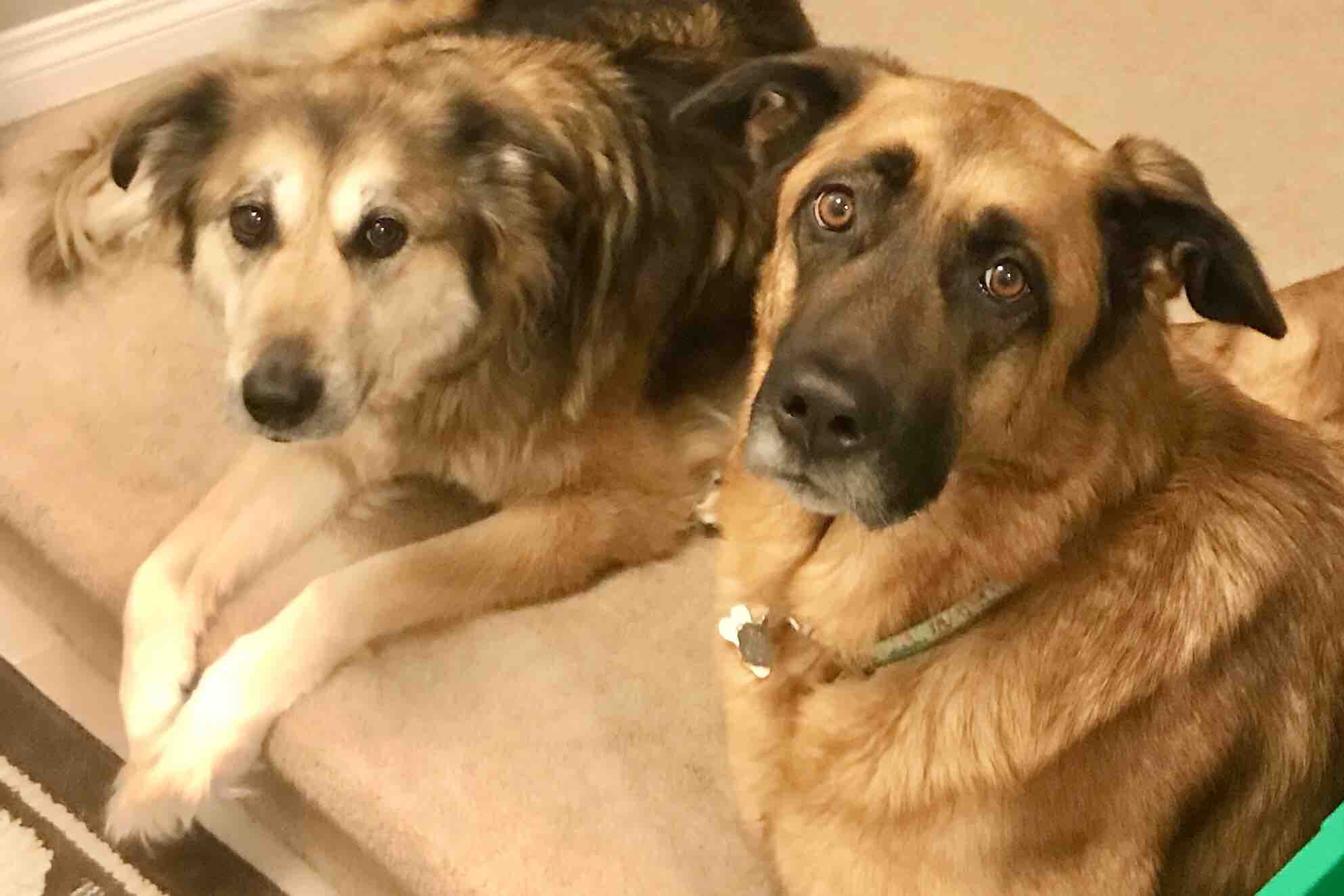 Fundraiser by Heather Manser : Help Charlie and Piper