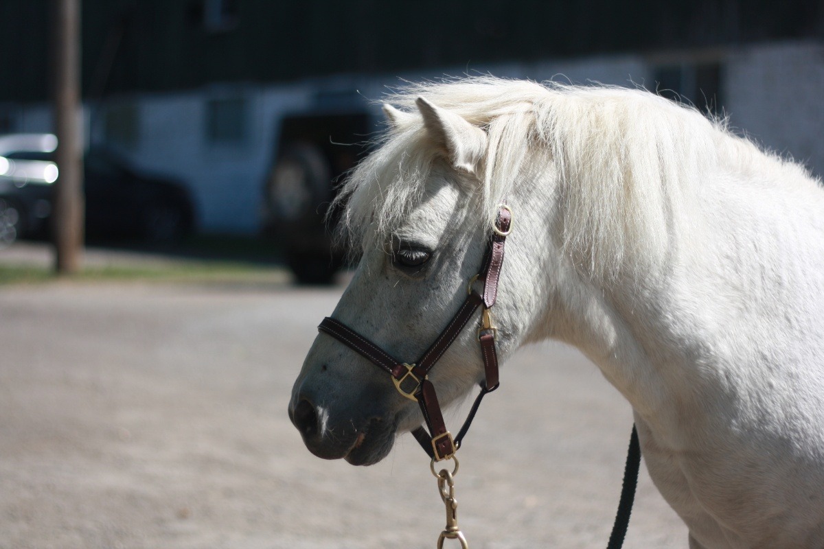 Fundraiser by Sadie Miles : Support Claddagh Stables