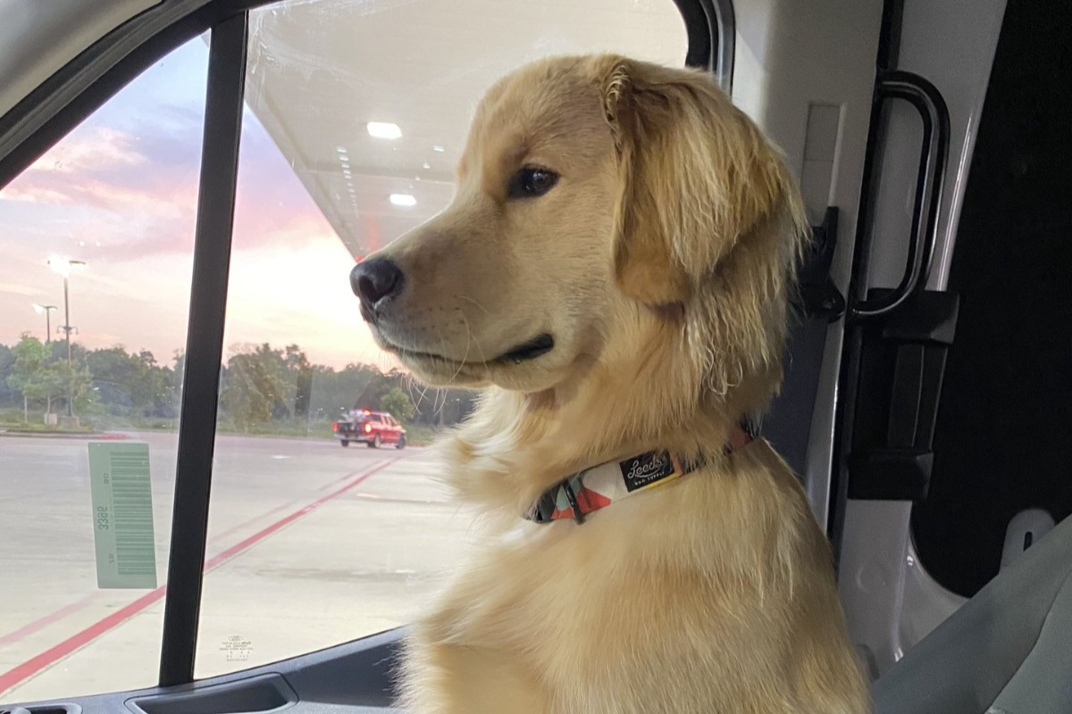 Fundraiser by Caroline Trigg : Rescue Transit Van