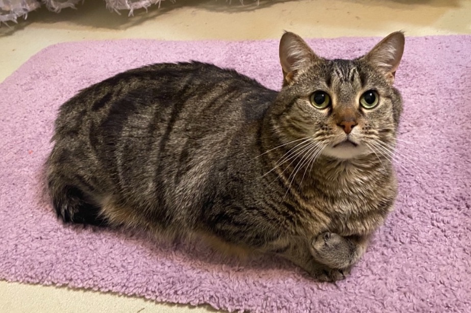 Fundraiser by Emily Pumm : Help Gus Pee Again!