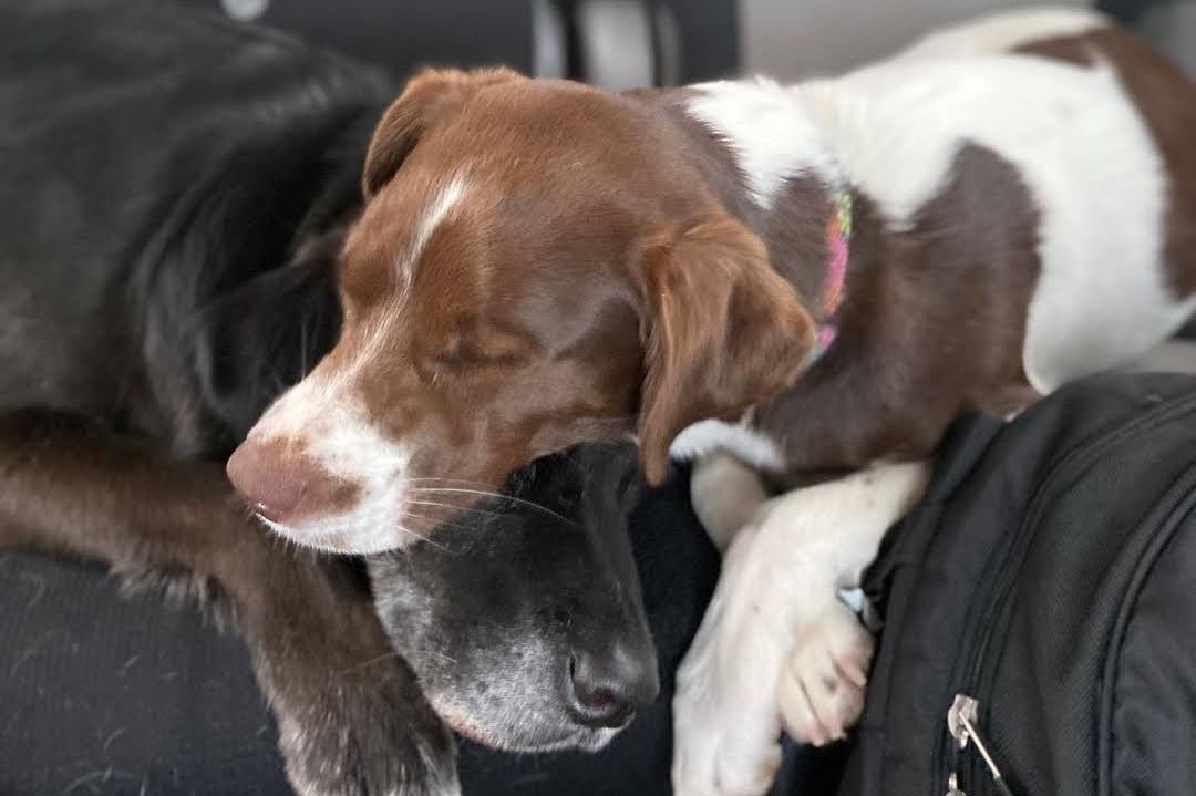 Fundraiser for Nicole Hardina-Wilhelm by Lisa Laux Robak : Help Pets ...