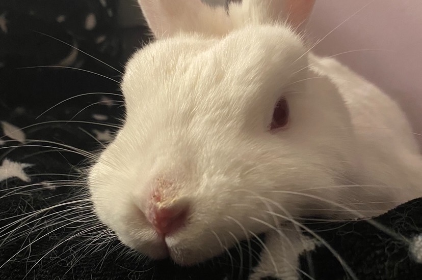 Fundraiser by Courtney Robley : Medical funds for Marshmallow