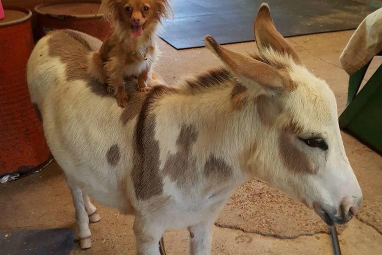 Fundraiser for Laura Swien by AMY JUBRAN : Bob Swien Memorial - Pair A ...