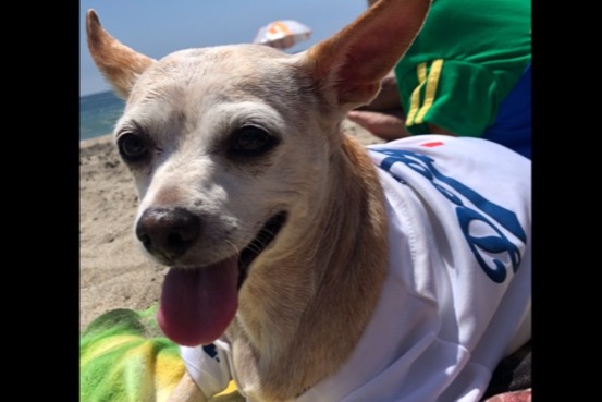 Fundraiser by Renato Bernal : Help With Yoshi's Emergency Vet Bill