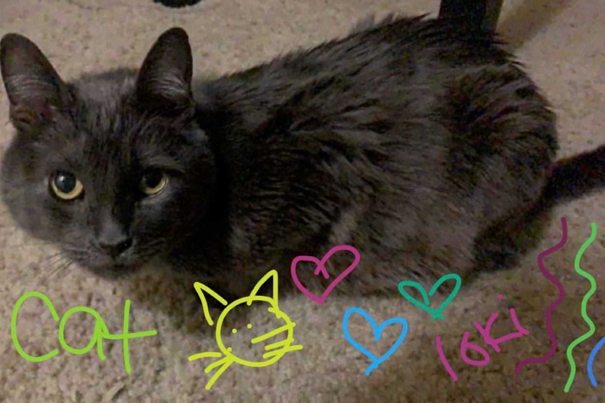 Fundraiser for Nancy Scurlock by Viet Pham : Loki the Cat