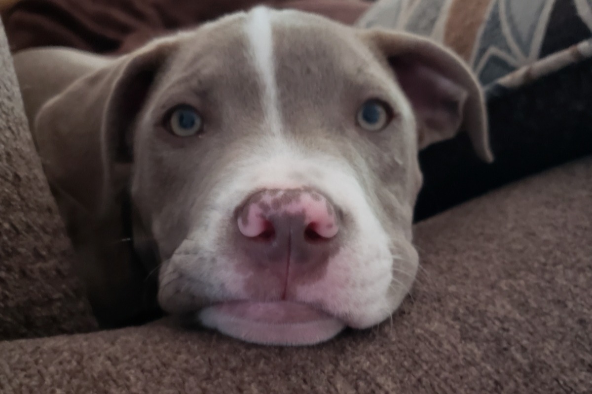 Fundraiser by Shannon Wendt-Heath : Dexter's TPLO Surgery