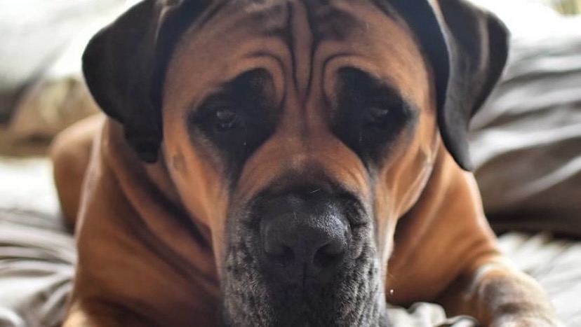 Fundraiser for Shari Johnson by Laurie Logan : Help Nasir Beat Cancer!!