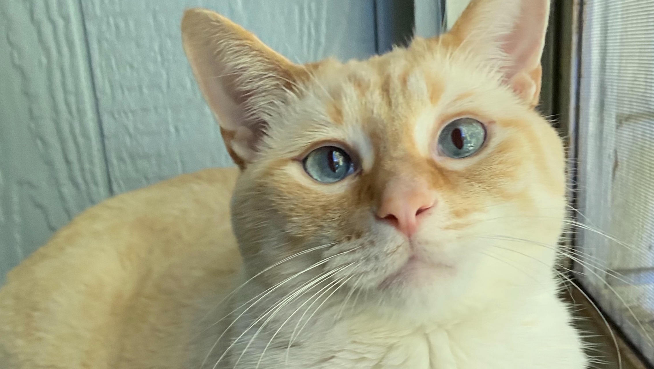 Fundraiser by Shaye Lenz : Artemis’s Recovery Fund