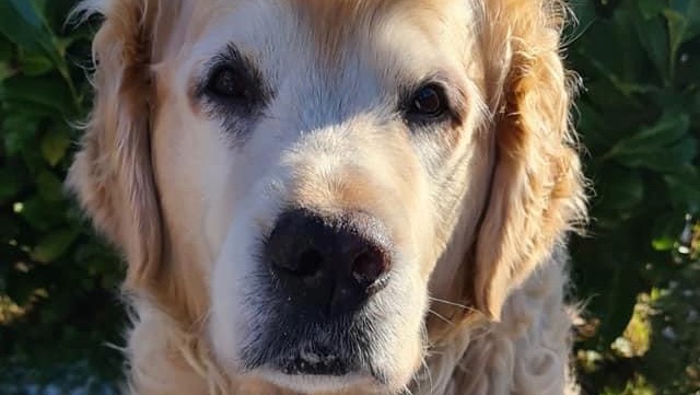 Fundraiser for Tony Corrigan by Shirley Reise : The Power of Paddy