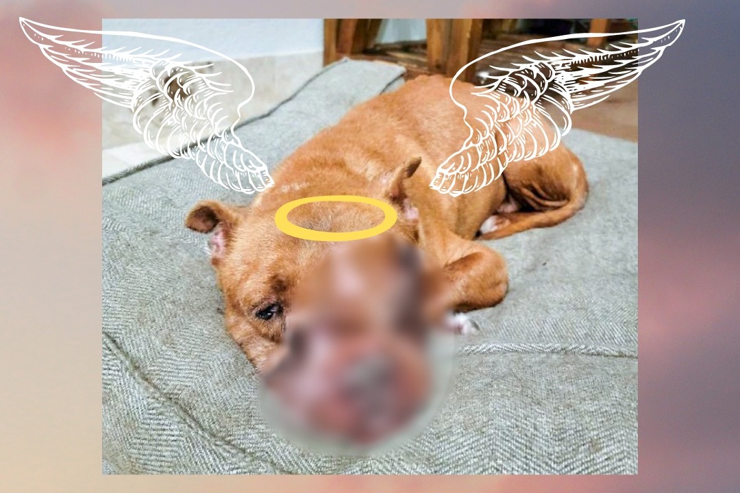 Fundraiser by Animal Rescue Resource Foundation (ARRF San Diego ...