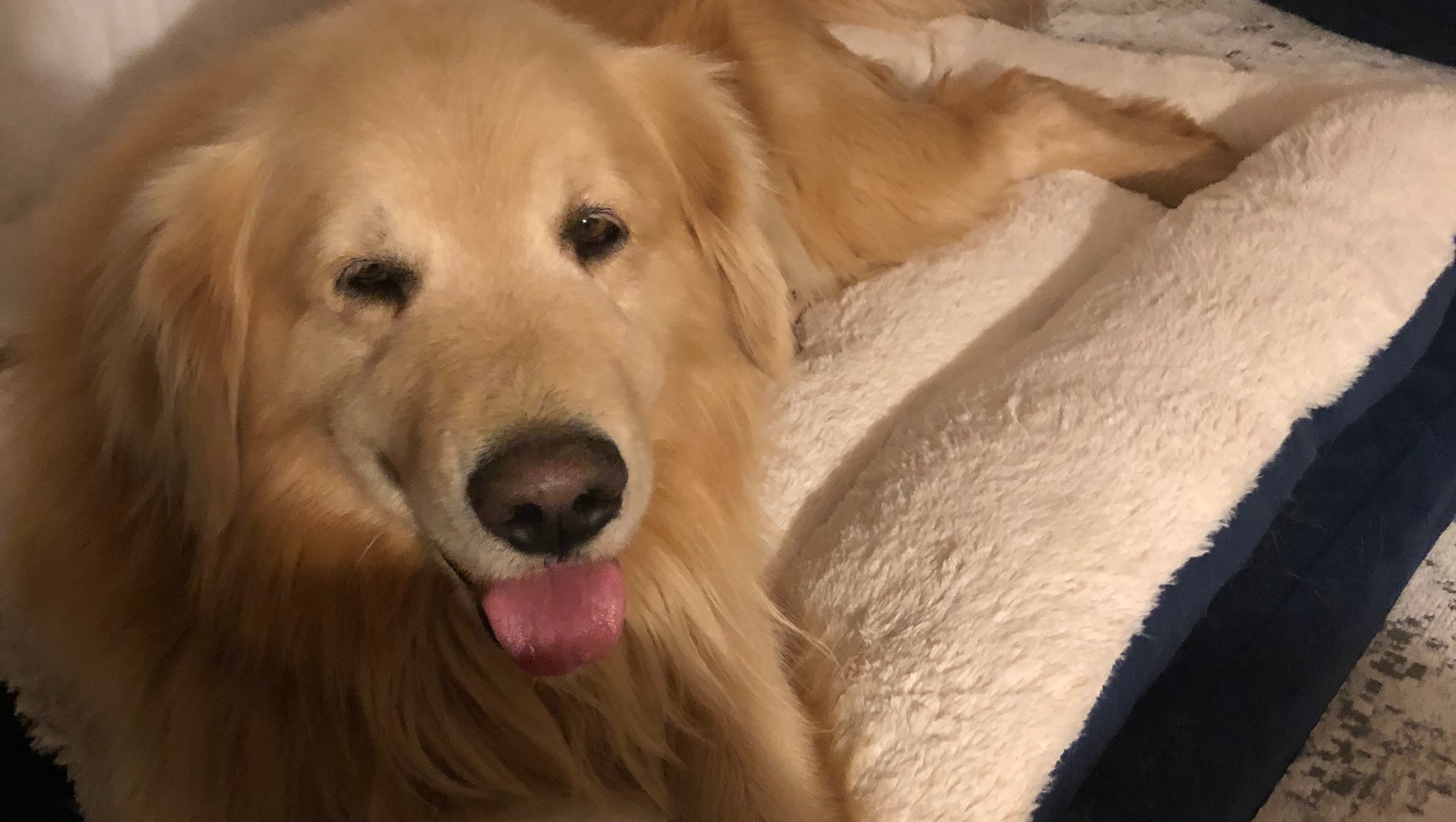 Fundraiser By Marlin Russell Help Biscuit Heal From A Broken Femur fundraiser-by-marlin-russell-help-biscuit-heal-from-a-broken-femur