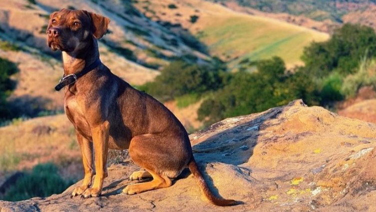 Fundraiser by Juan Del Villar : Leia's Adventure to Being a dog again