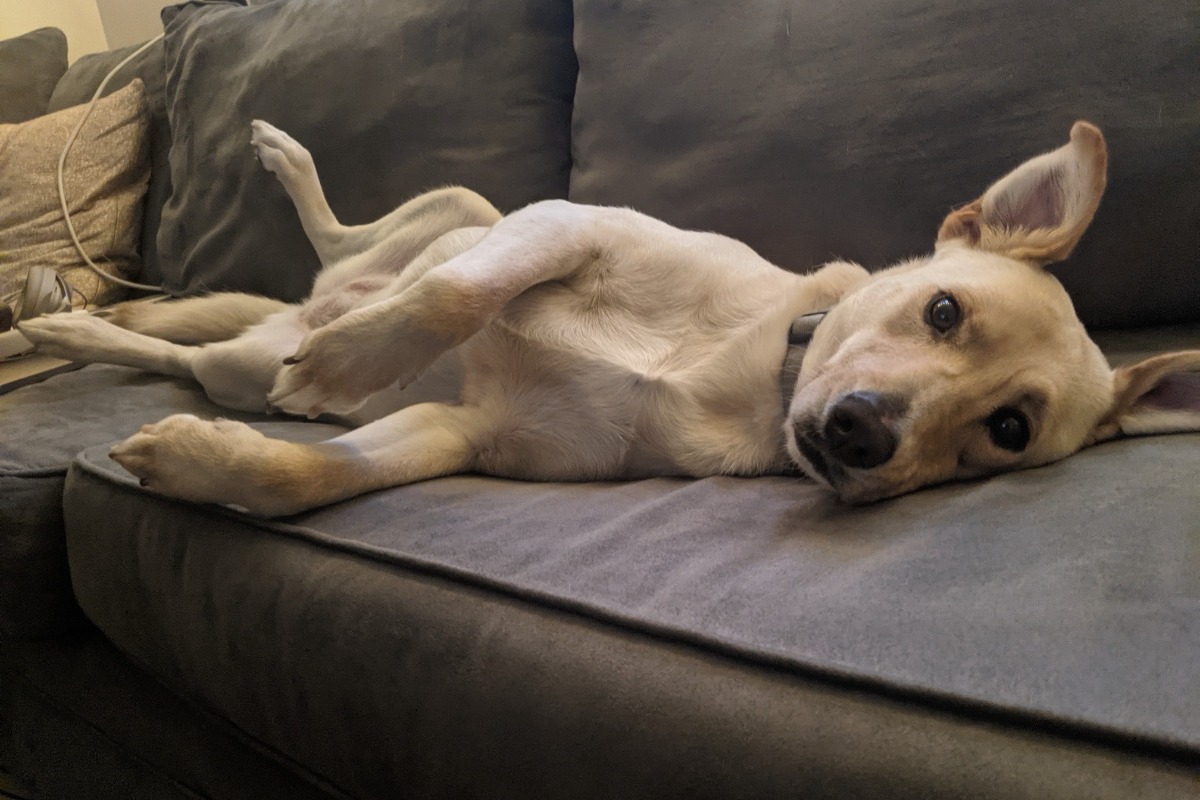 Fundraiser for Ryan Caster by Megan Murphy : Help Juniper See a ...