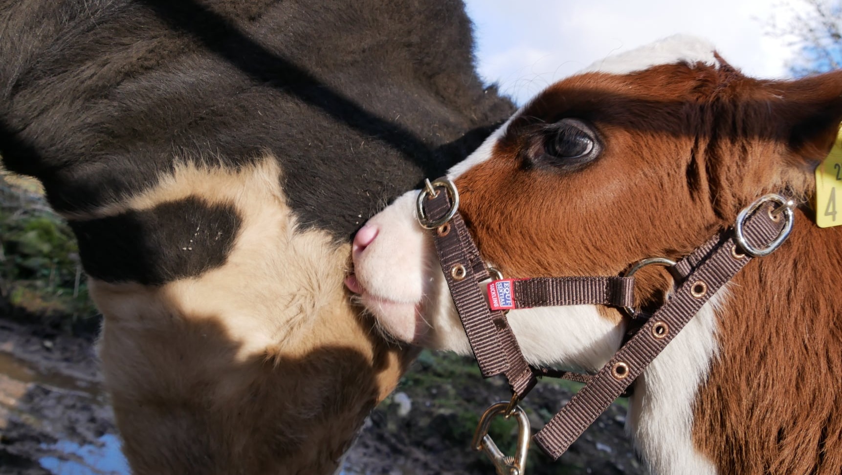 Fundraiser for Nicola Timm by Ally Barrow Paul Gildea : Heartstone ...