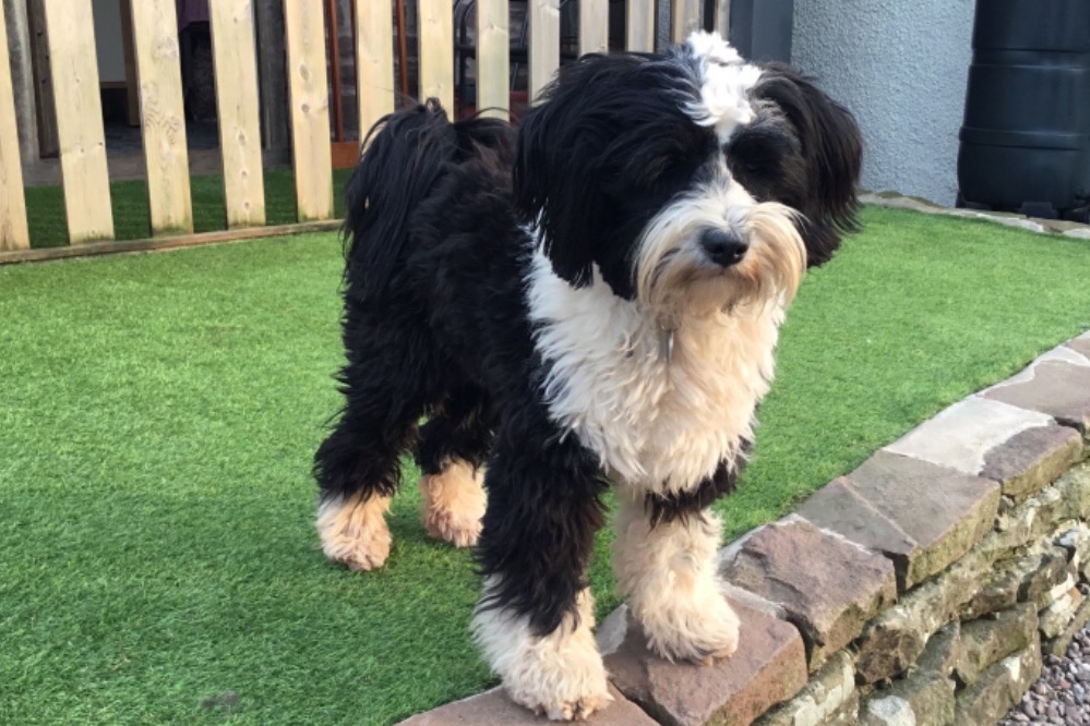 Fundraiser by Jan Borrett : Help Layla see again - Cataract Surgery Appeal