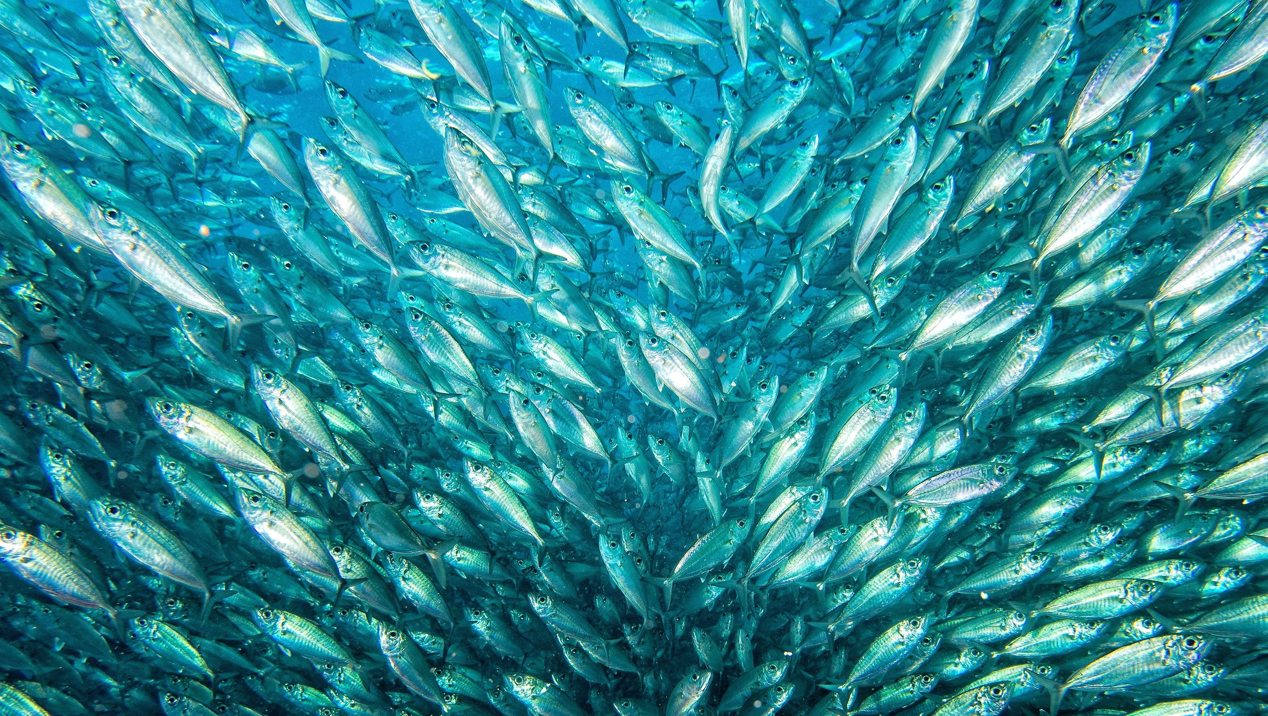 Fundraiser for Erik Pullen by Arjens van Gammeren : Steun ...