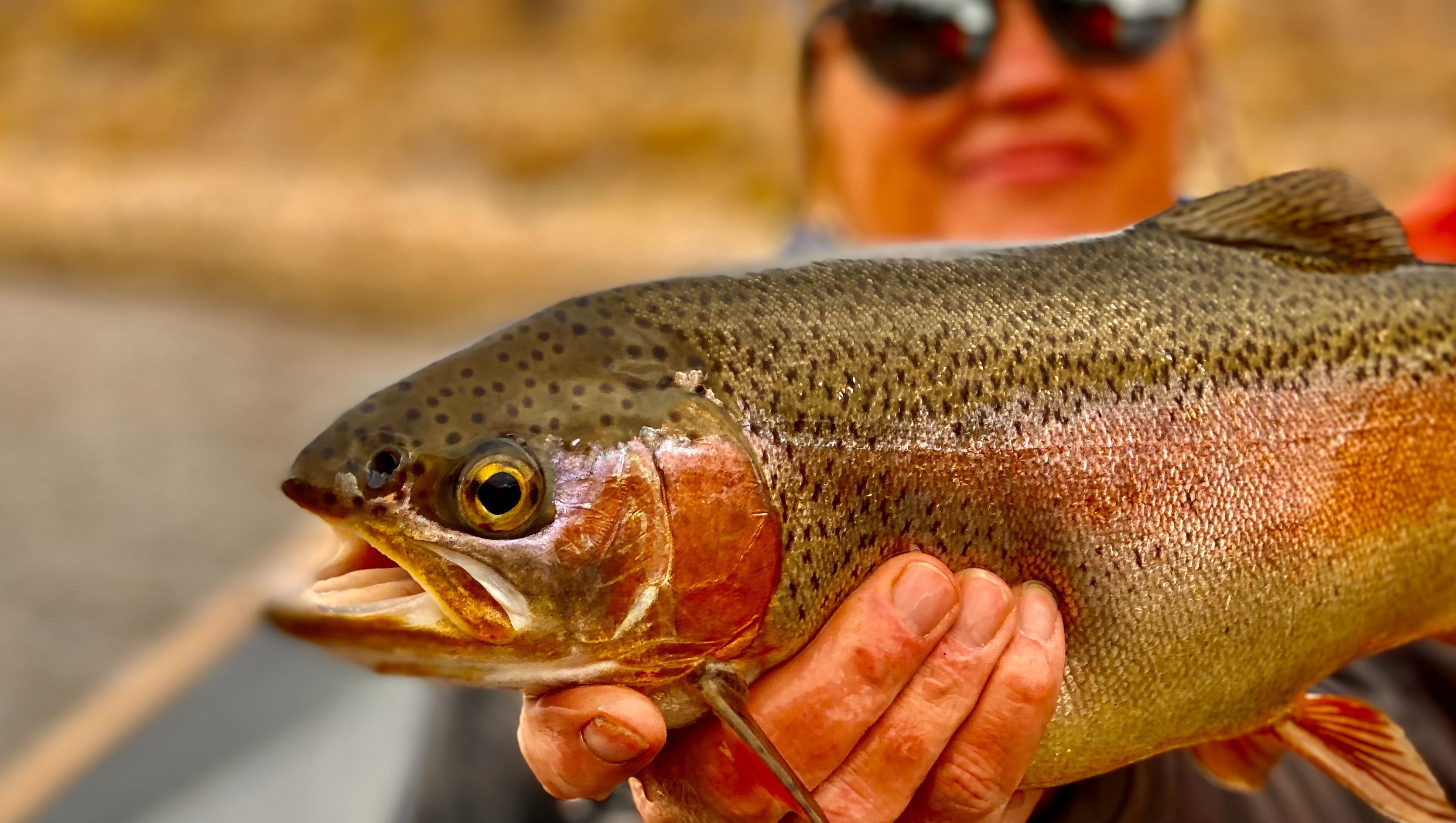 Fundraiser by Edmund Emory : Stop South Fork Electroshocking Rainbow ...
