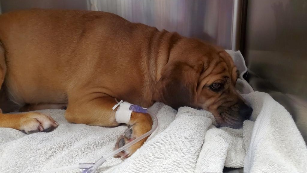 Fundraiser by Lance Lanting : Ollie's Surgery