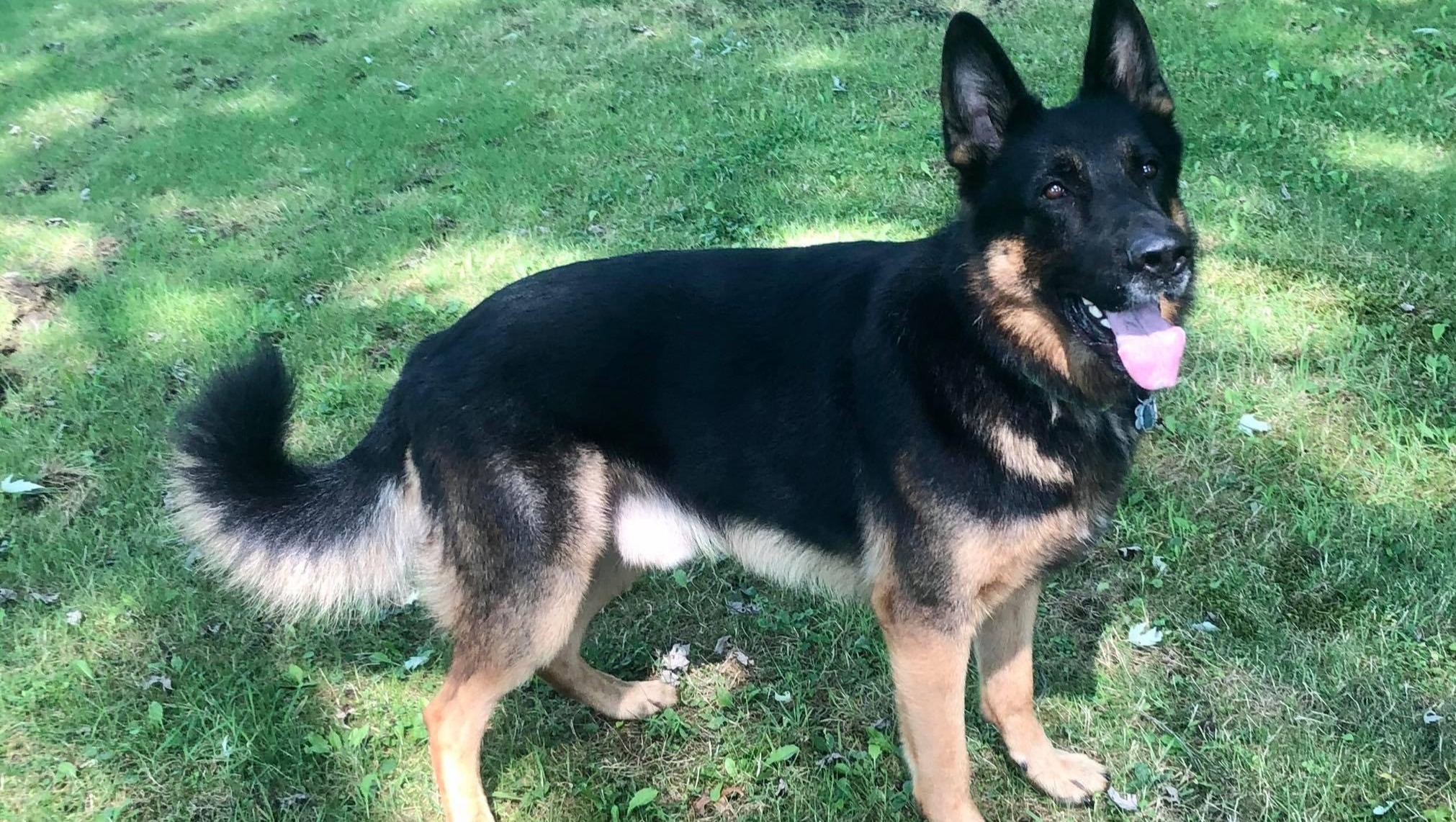 Fundraiser by Jenny Riedel : My Dads dog Recon need surgery