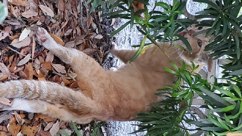 Fundraiser by Kat Howarth : Feral Cat hit and run