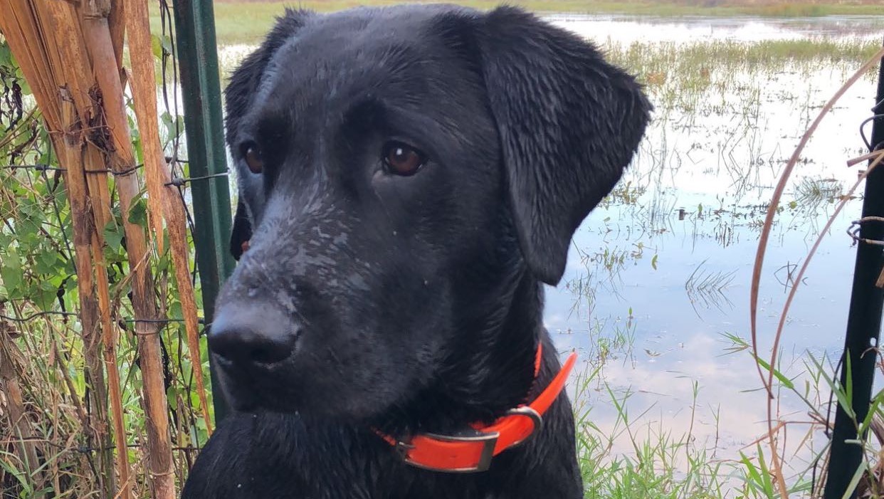 Fundraiser by Ragan Brock : Lucy’s Cancer Fund