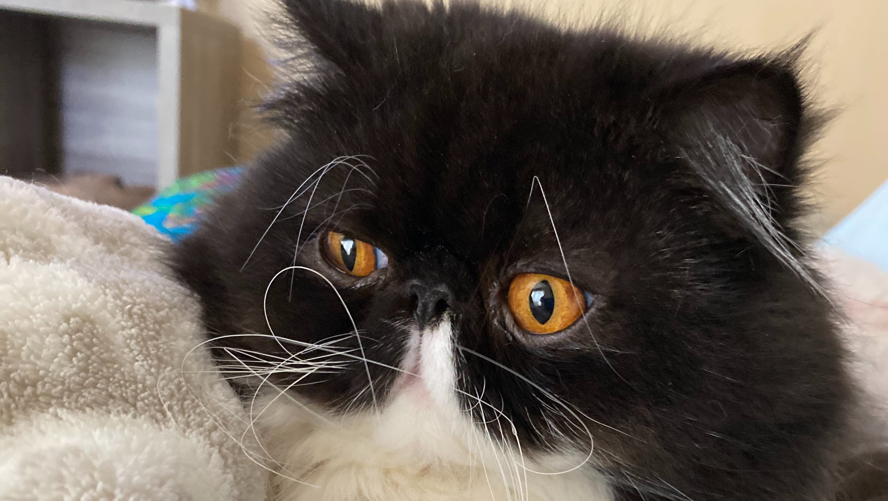 Fundraiser by Mae White : Help Cato Potato get Perineal Urethrostomy ...