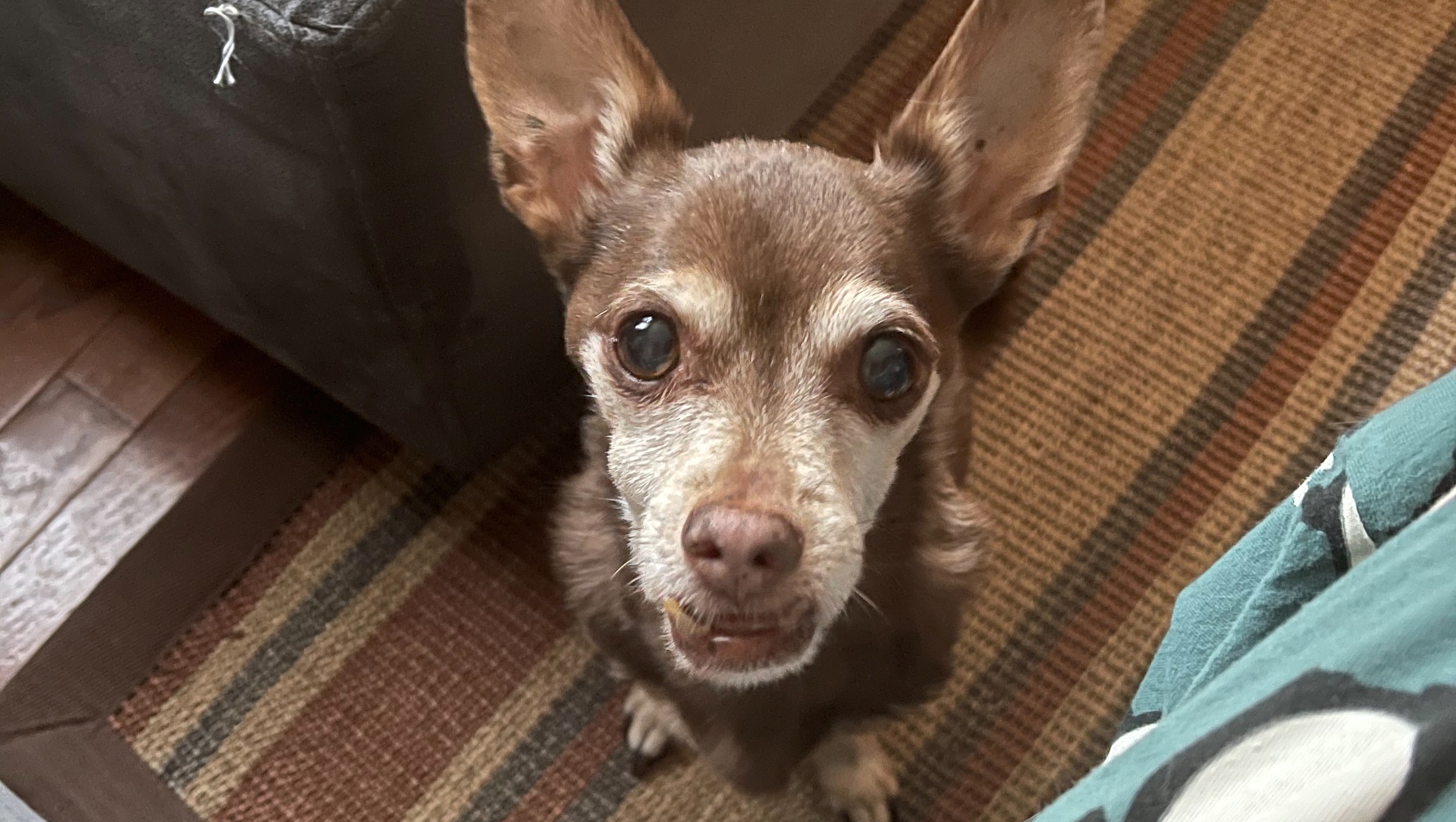 Fundraiser by Kimberly Artley : Help lil' Todd (aka "The Todd-father ...