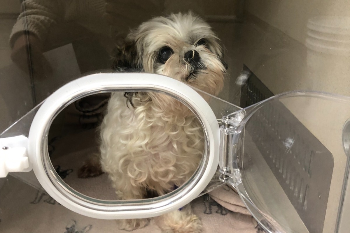 Fundraiser by Ali Cassidy : Jasper's Chemo Fund-Teddy’s ER