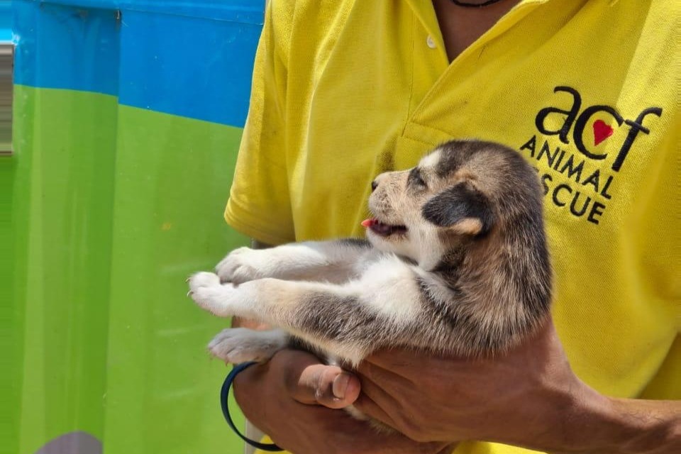 Fundraiser by Amad Iftikhar : Pakistan's first medical camps for abused ...