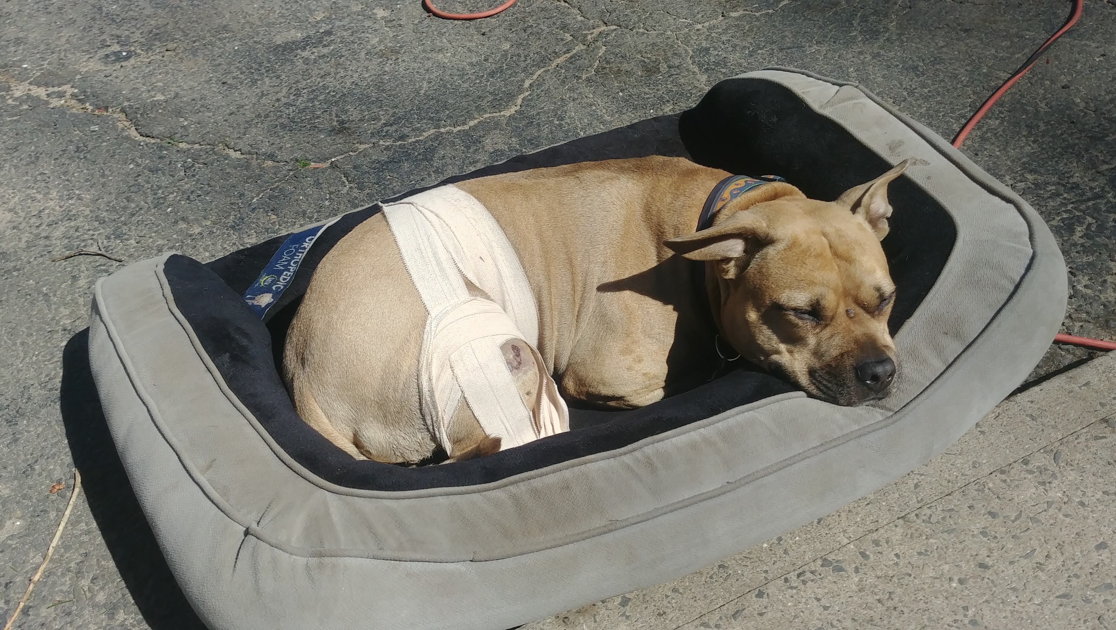 Fundraiser by Scott Bifano : Help Sprocket get hip surgery