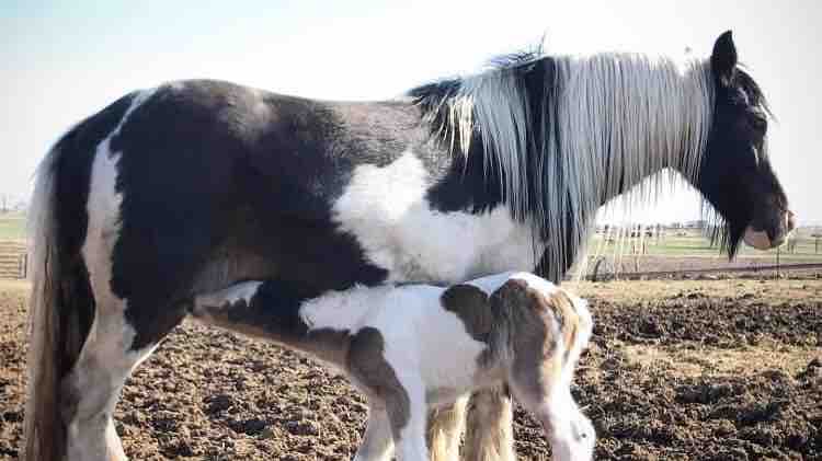 Fundraiser by Calvary Cobs : Stolen 4-day-old Gypsy Colt
