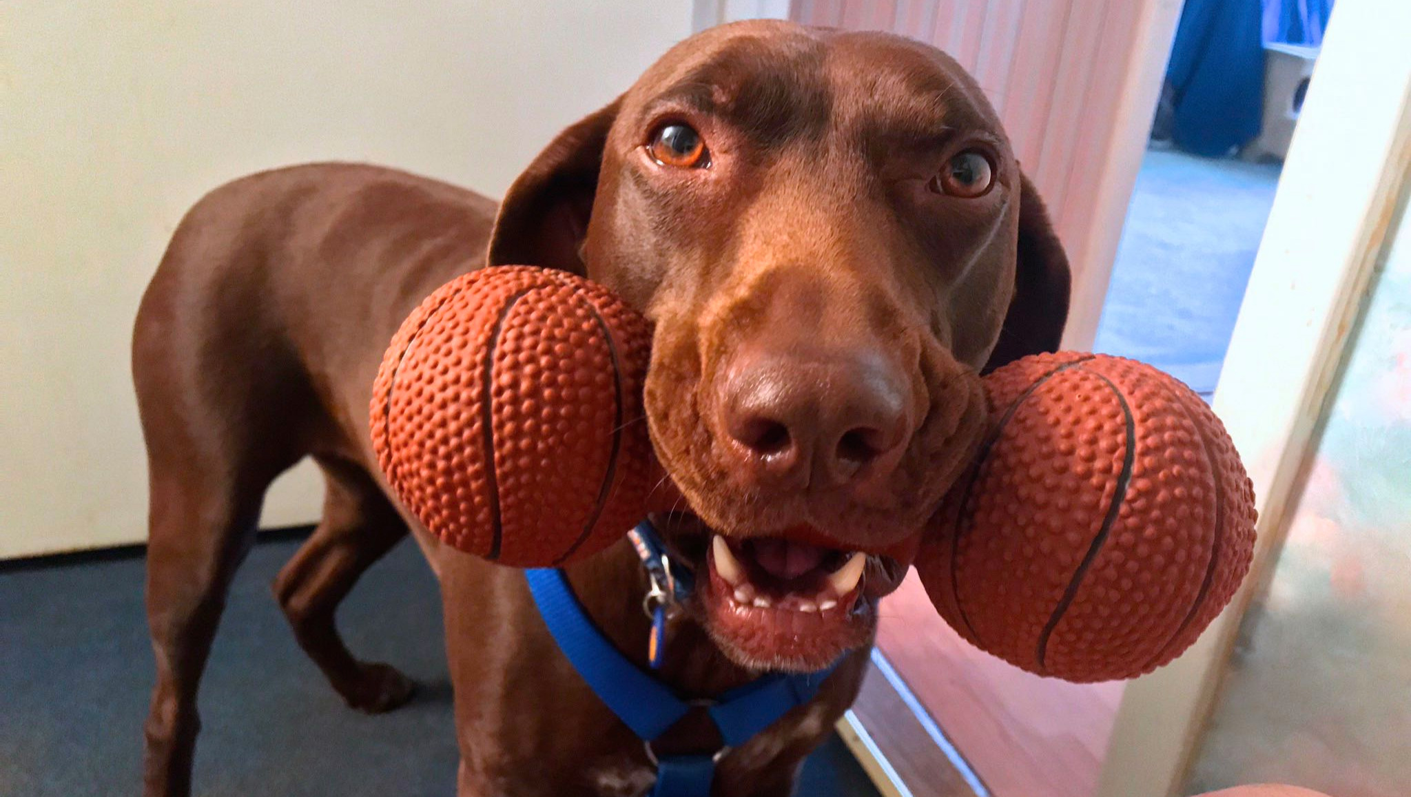 Fundraiser for Darryl Foster by Neil Temkin : Pacey's ACL surgery