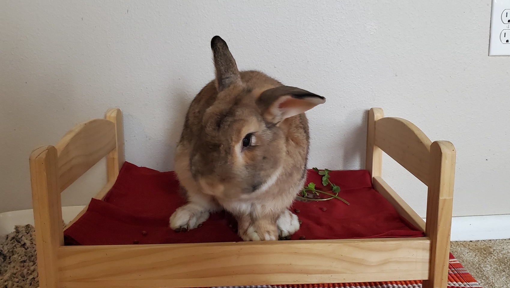 Fundraiser by Lee Andersen : Help with Babbit Rabbit's surgery bill