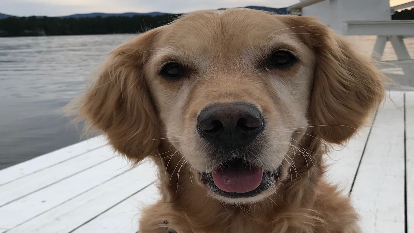 Fundraiser for Jane Edelstein by Renee Rochman : Help Sadie Hero Dog ...