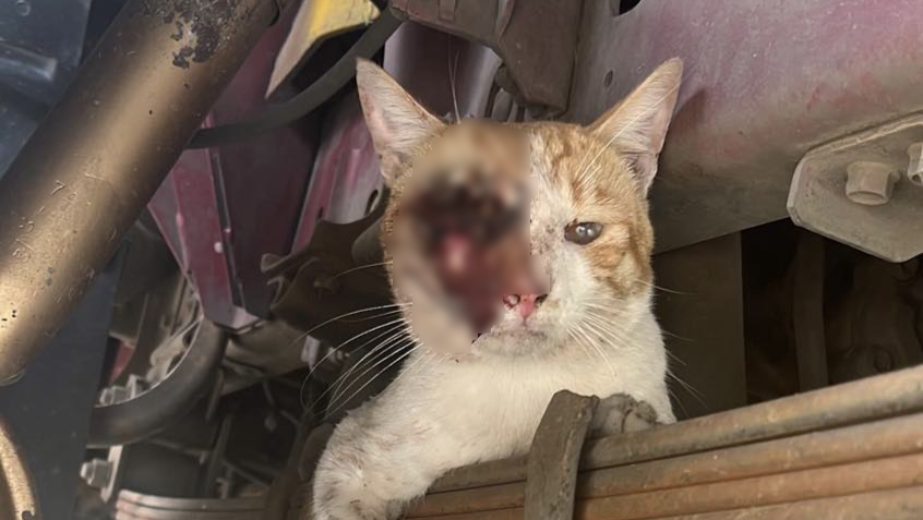 Fundraiser for Jimmy Gregerson by Monica Herrera : Help me save his eye ...