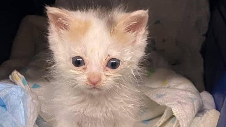 Fundraiser by Kristin Fournier : Baby Squid