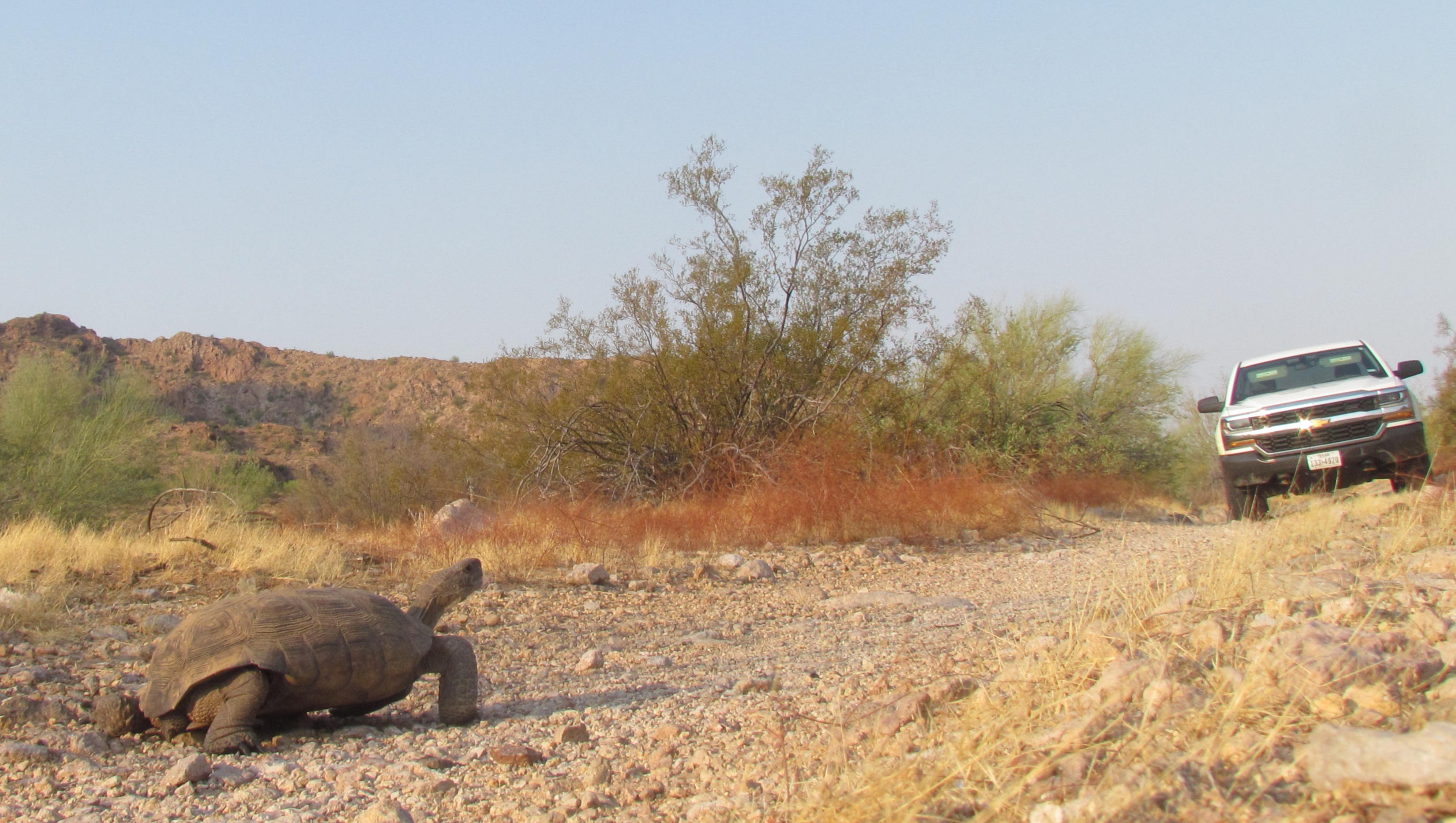 Fundraiser by Sean Sutor : Monitoring Tortoise Movement in the Border ...