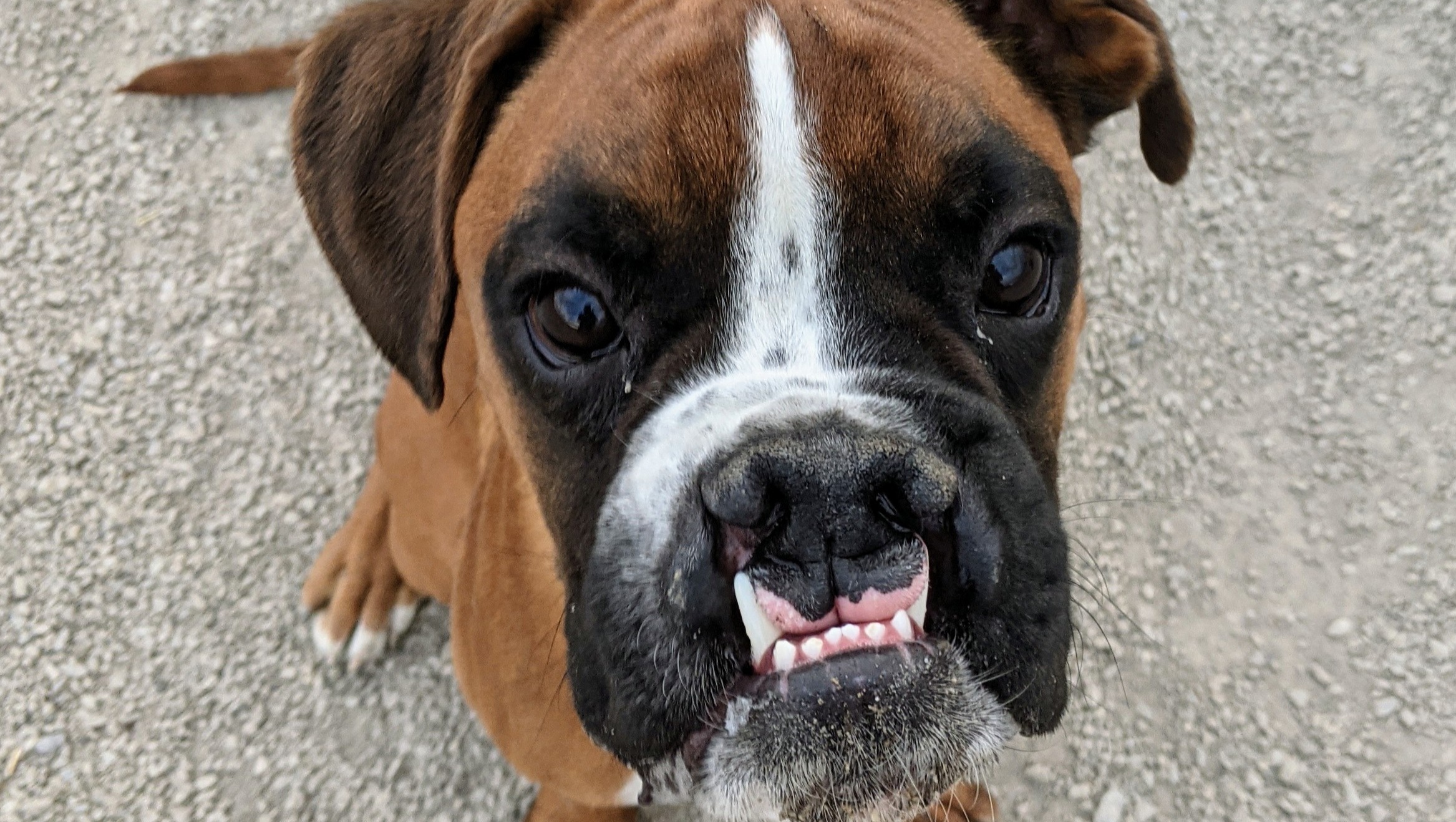 Fundraiser for Chelsea Beall by Rachel Beall Blanchard : Gunther The ...