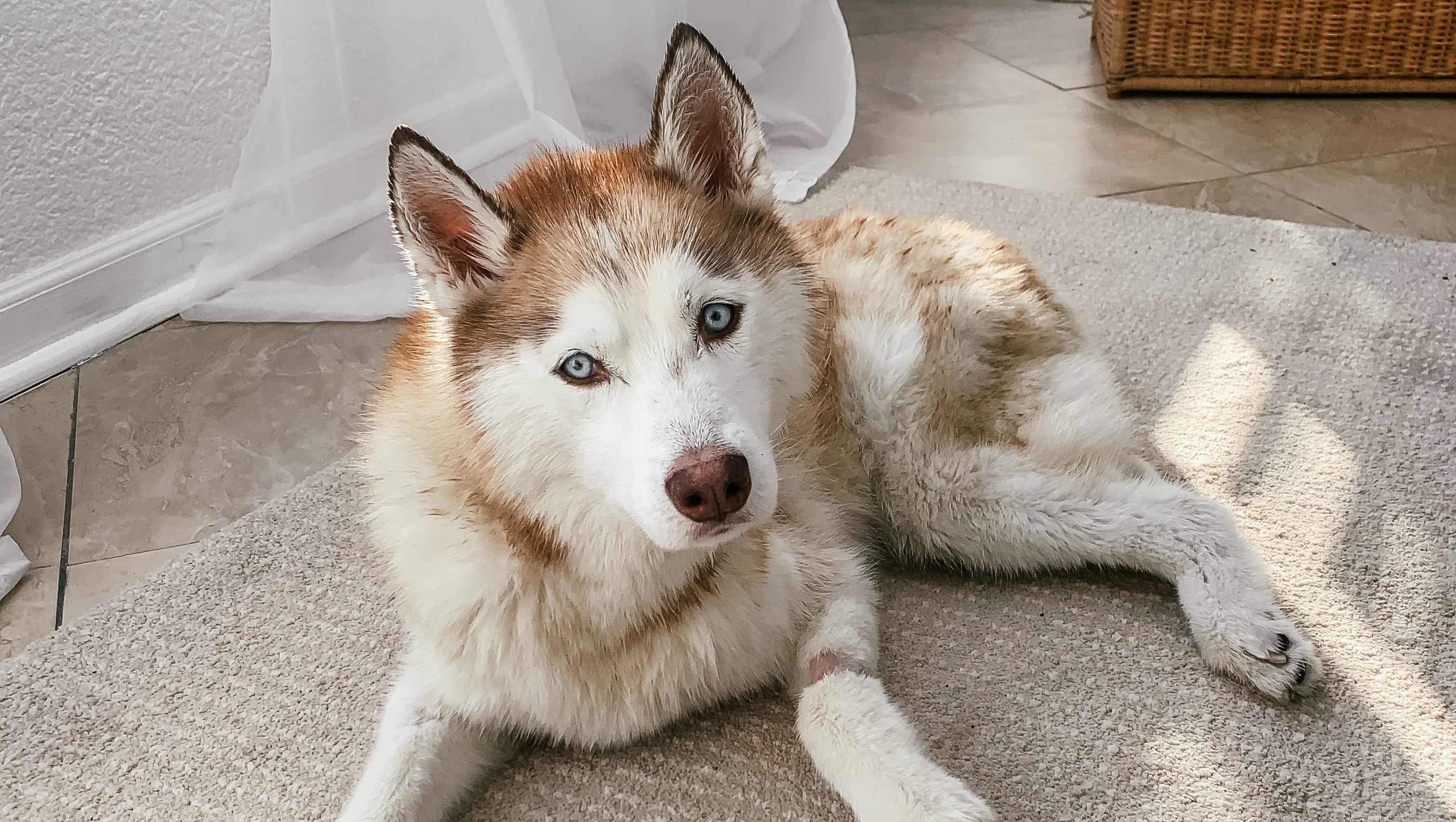 Fundraiser by Jenna Stenger : Support Nala's Fight Against Cancer