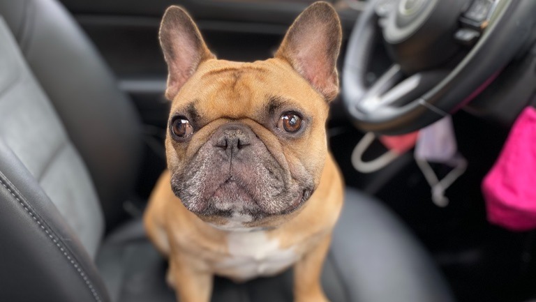 Fundraiser by Alexa Sabo : Help Myles Fight Lymphoma