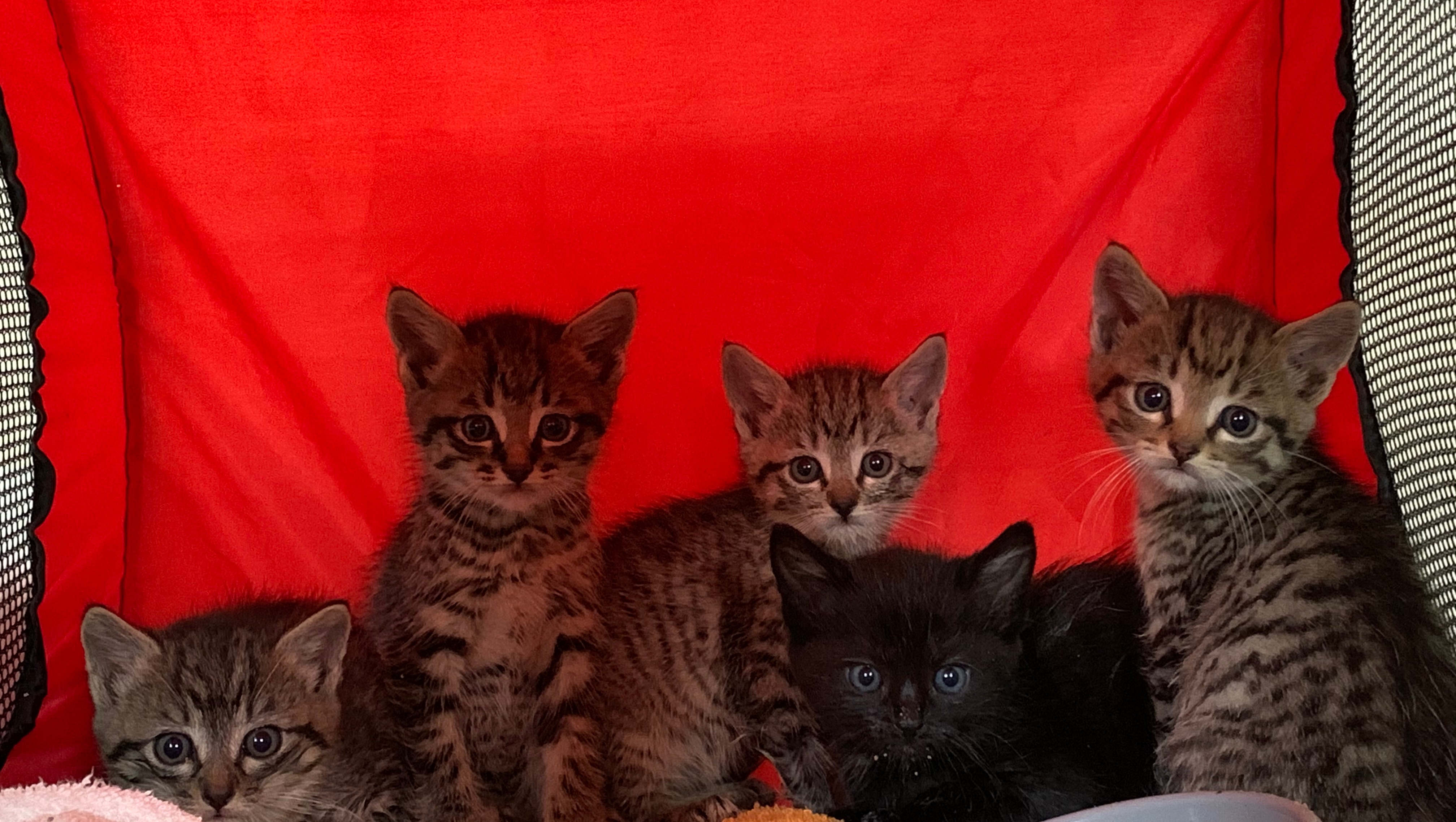 Fundraiser by McKenzie Dunn : 50 CATS & KITTENS AND 14 SICK HOARDING CATS