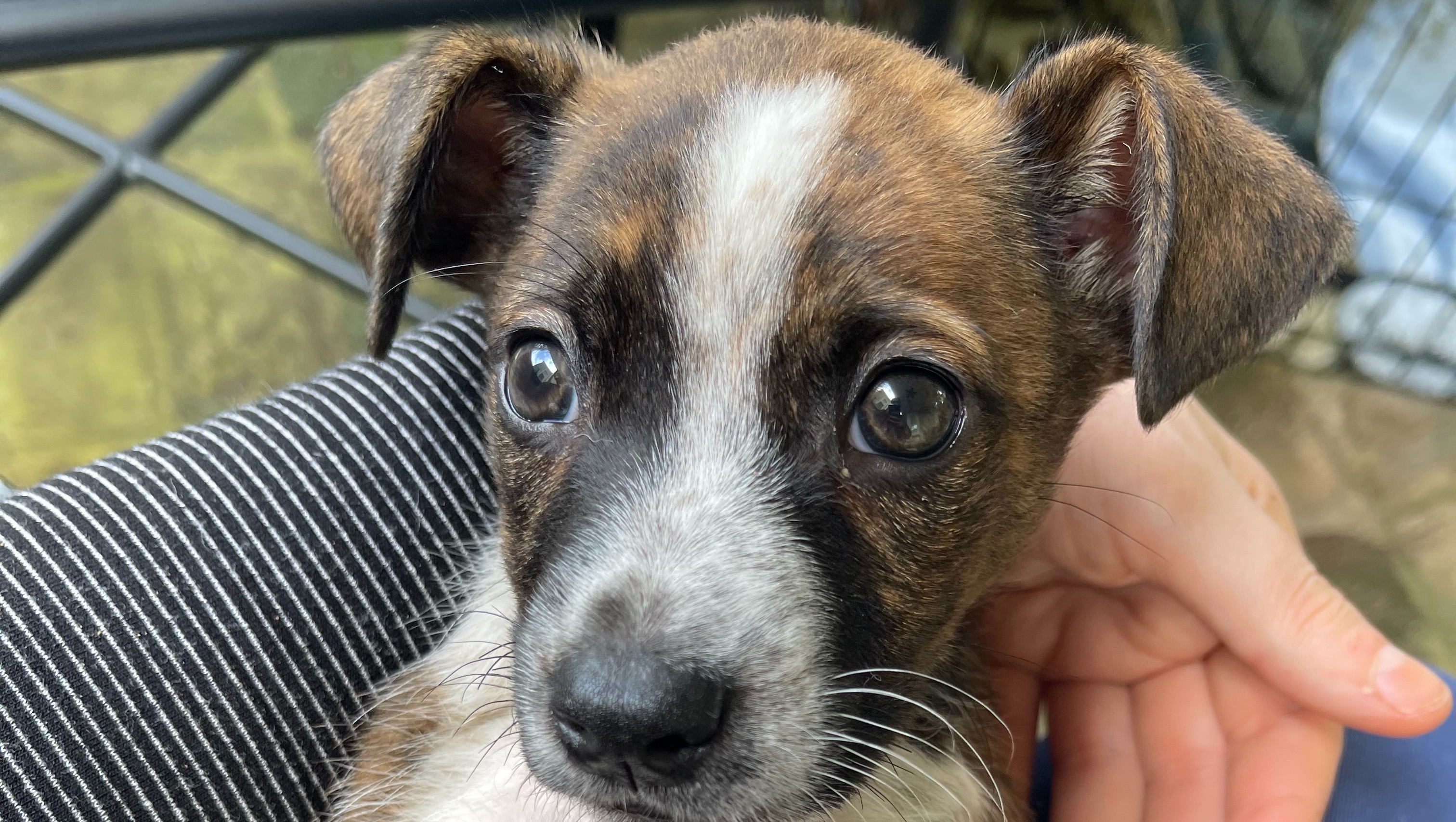 Fundraiser by Foddery Fodders : Help Archie with Parvo, Staph, and hook ...