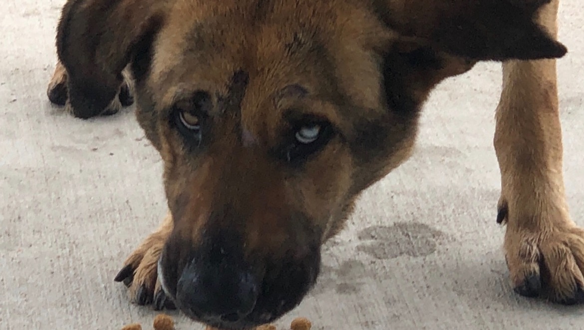Fundraiser by Jill B : Please help this poor German Shepard with vetting