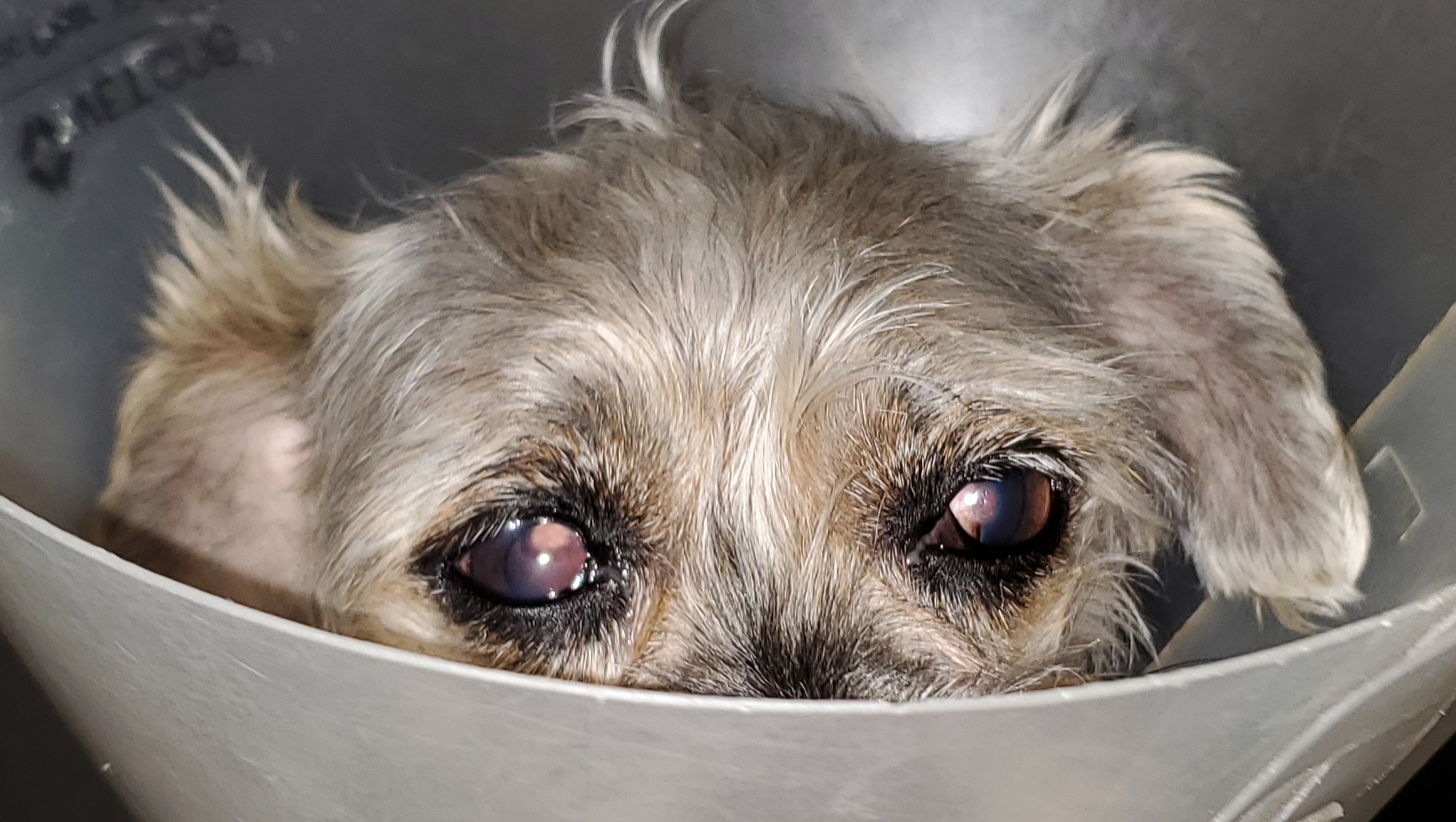 Fundraiser by Clay Cranfield : Help Gigi see again! Retinal ...