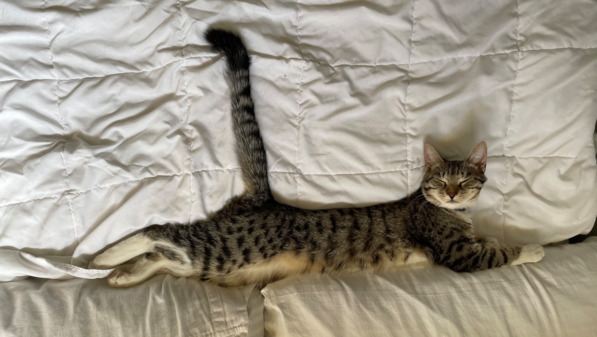 Fundraiser by Deirdre Roche : Moth's Emergency Surgery